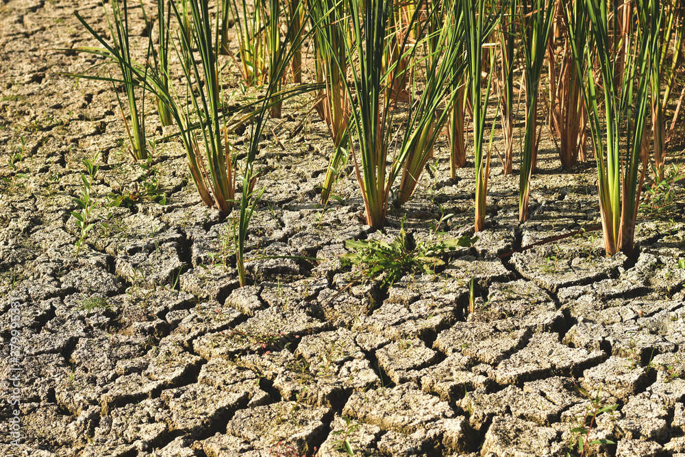 Ecological catastrophy. Drought. The ground cracked due to lack of rain ...