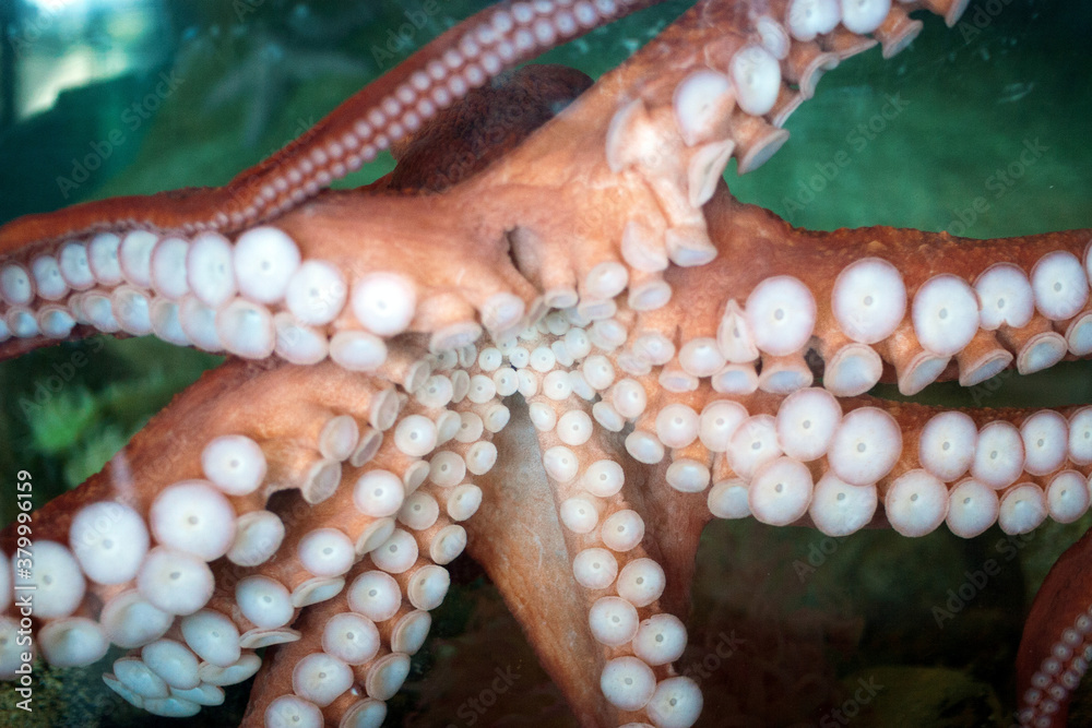 Underside of a Giant Pacific Octopus (Enteroctopus dofleini) Stock ...