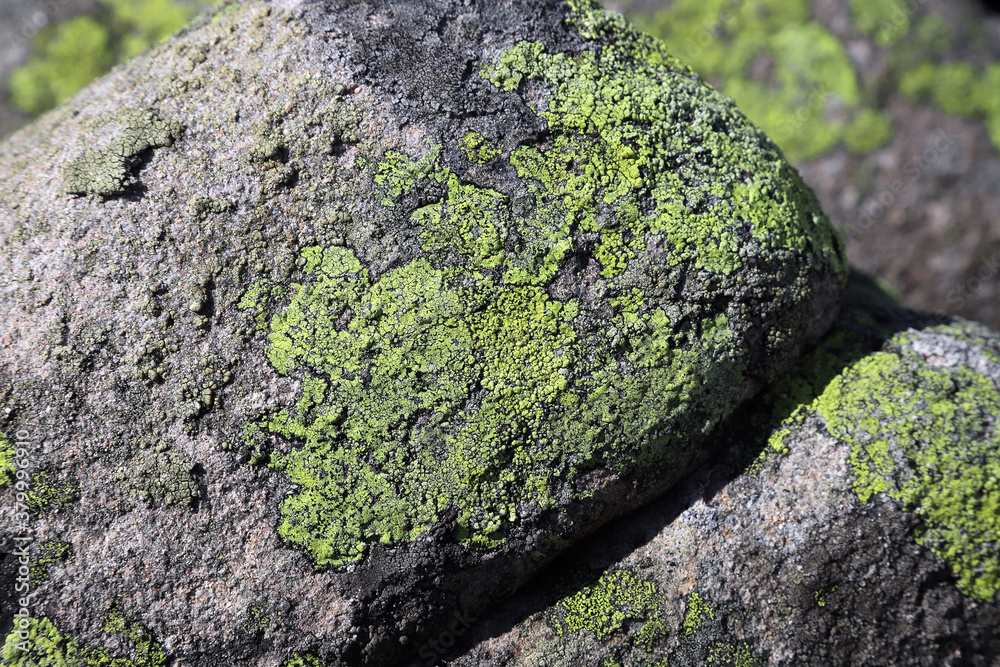 Crusted lichen species occurring on granite rocks of block covers ...