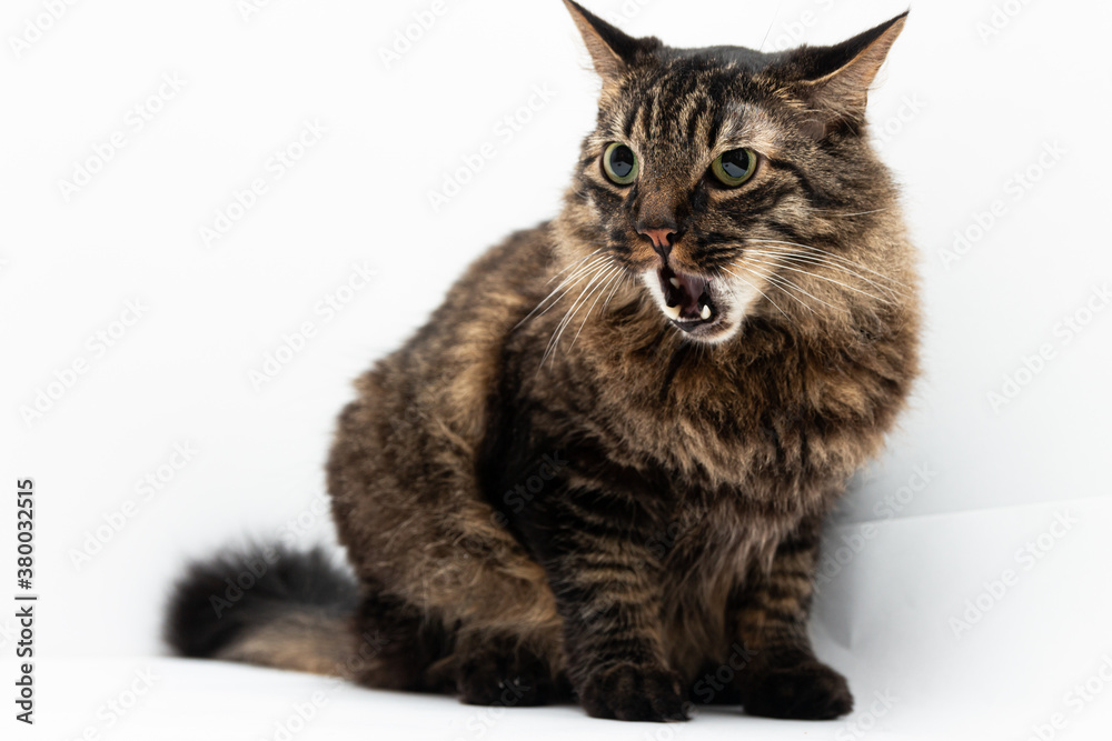 gato peludo negro con rayas amarillas acostado lamiendose la cara ...