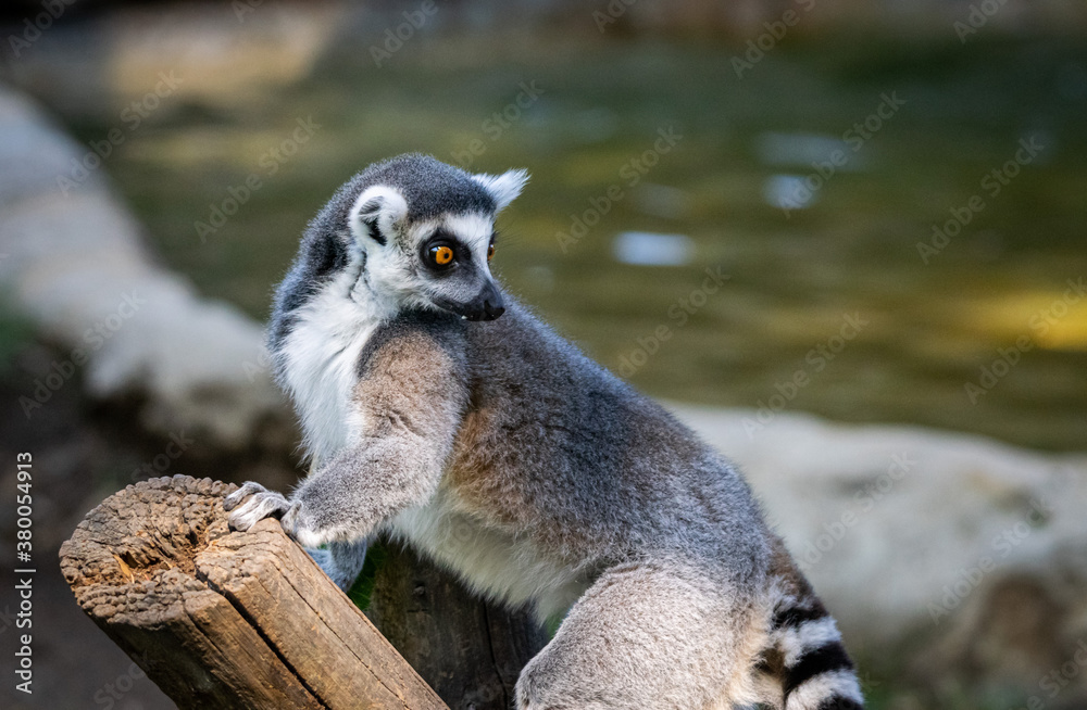 lemuri del madagascar al bioparco di roma Stock Photo | Adobe Stock