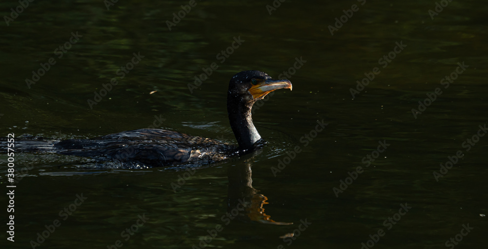 Zoom photo of a rare bird the famous Saint James´ Park on a sunny ...