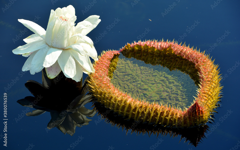 Victoria amazonica is a species of flowering plant, the largest of the ...