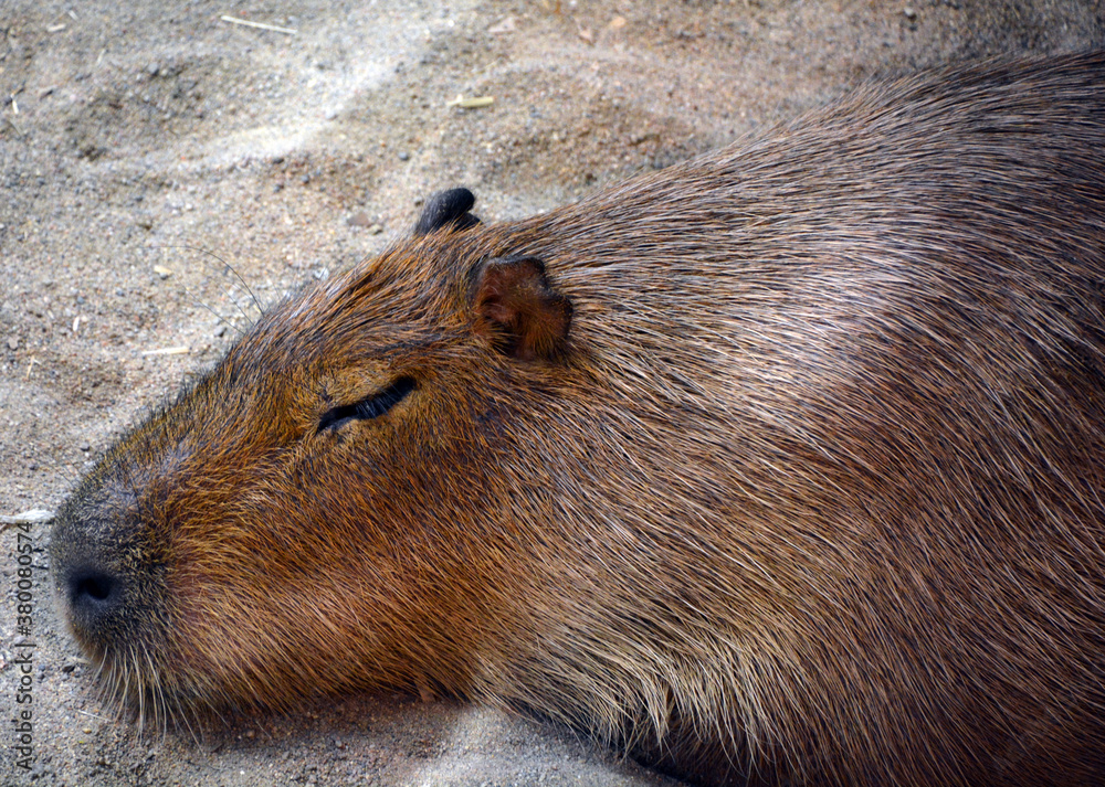 Fotografia do Stock: The capybara is the largest rodent in the world ...