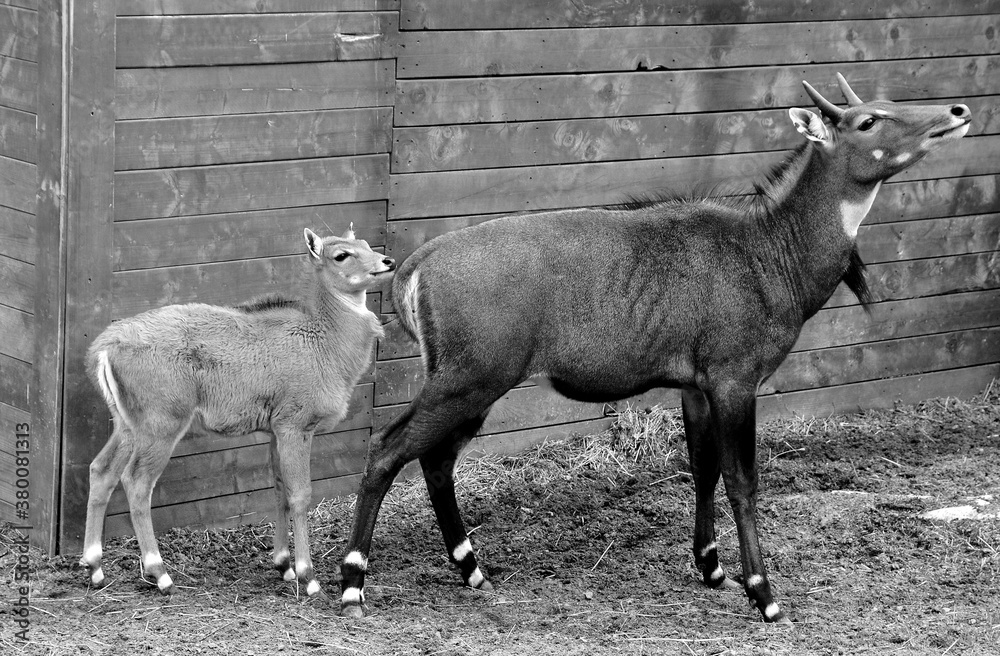The nilgai or "blue cow"; Boselaphus tragocamelus is the largest Asian ...
