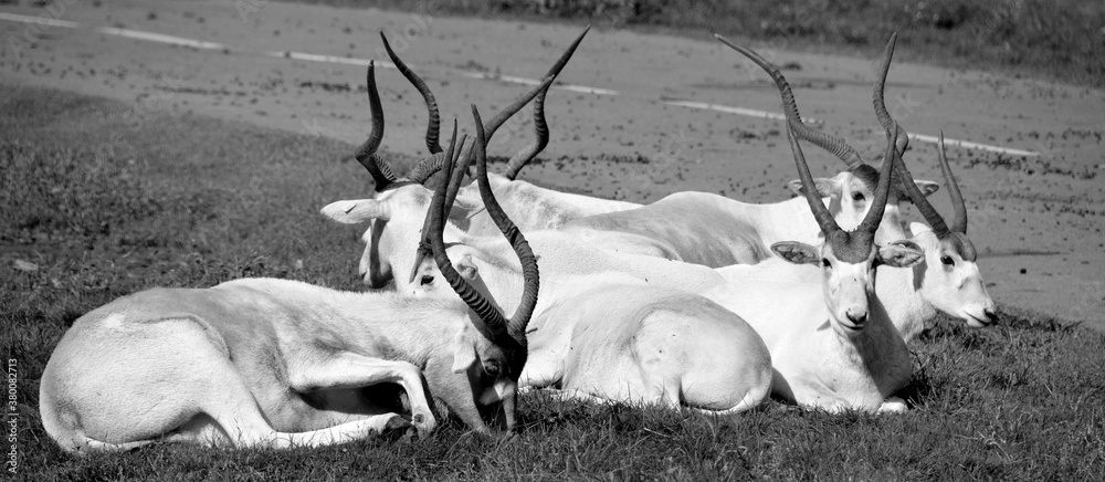 Addax, also known as the white antelope and the screwhorn antelope, is ...