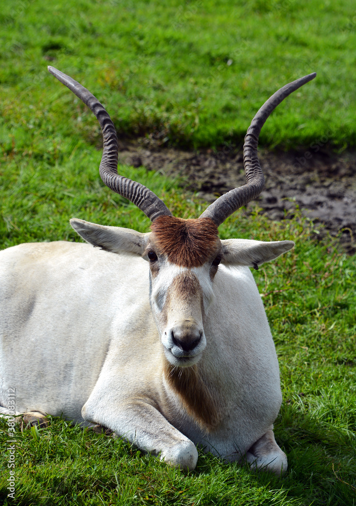 Addax, also known as the white antelope and the screwhorn antelope, is ...