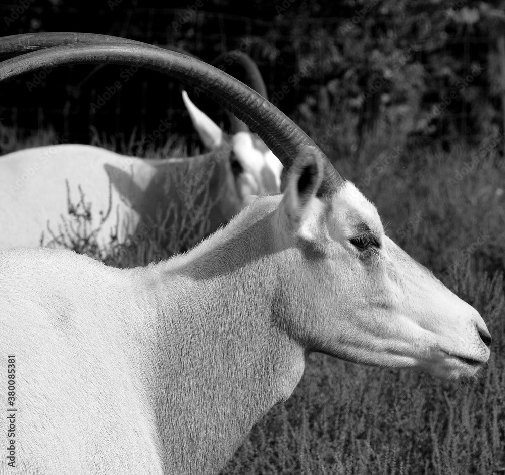 Addax, also known as the white antelope and the screwhorn antelope, is ...