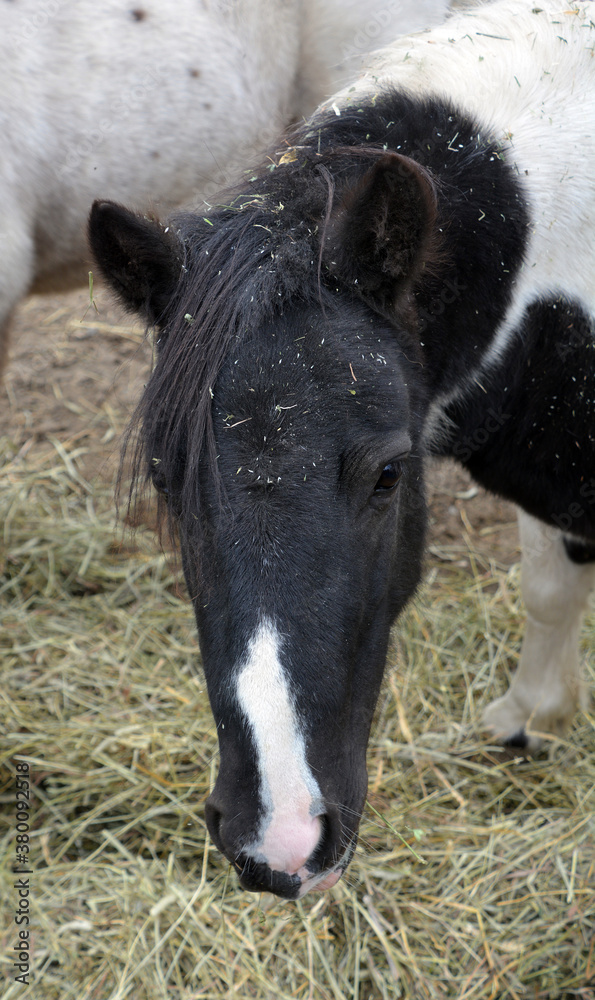 Miniature Horse Characteristics at Jade Donovan blog