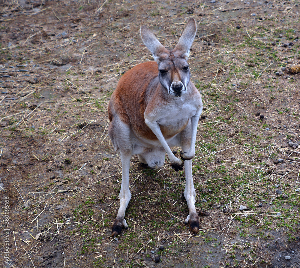 The kangaroo is a marsupial from the family Macropodidae (macropods ...