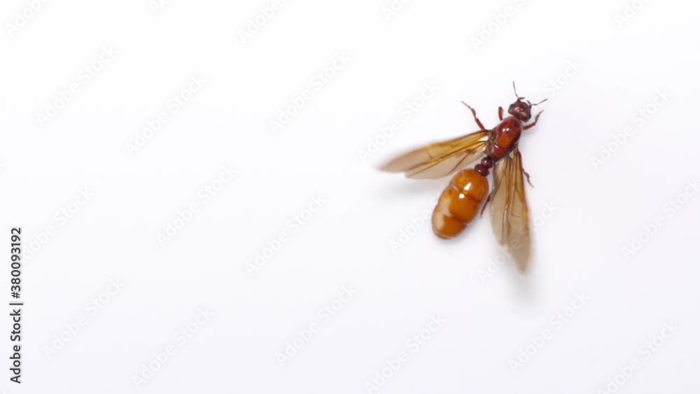Slow motion speed close up scene of ant queen flapping wings prepare ...
