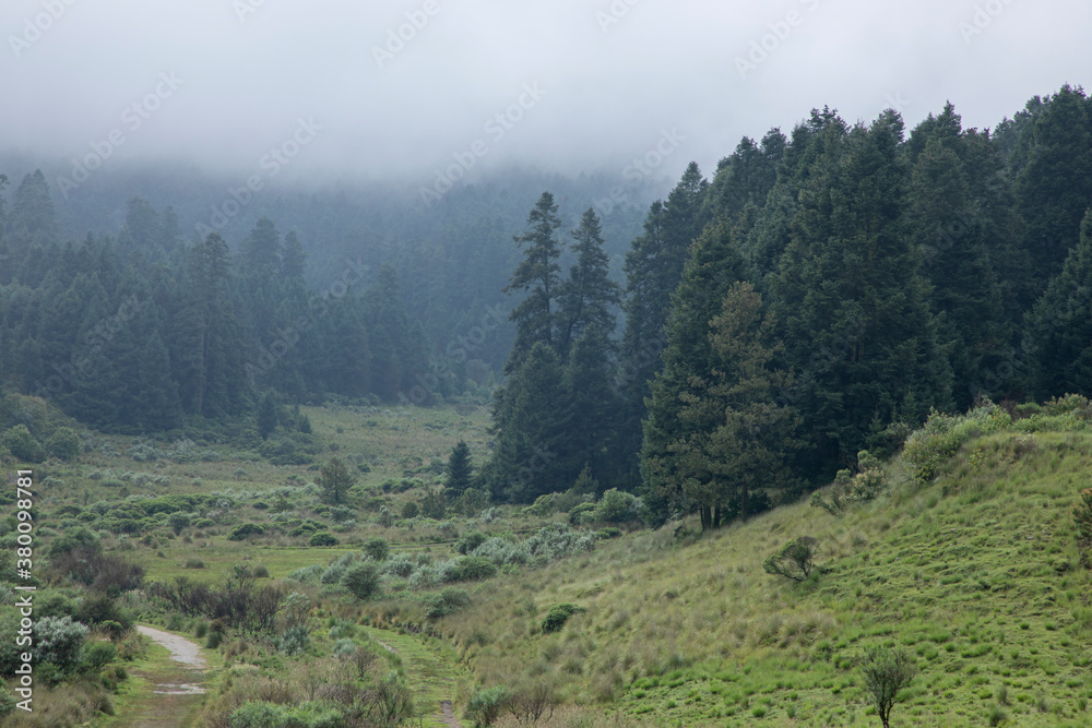Sendero entre dos montañas con arboles altos y neblina en un día ...