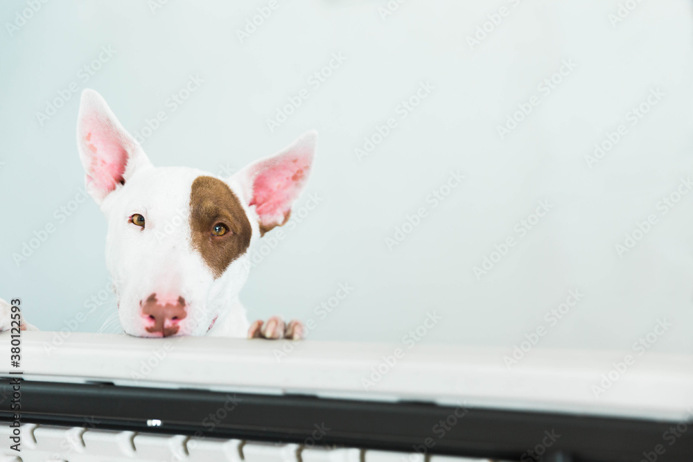 Dog peeking over enclosure gate inside a house foto de Stock | Adobe Stock