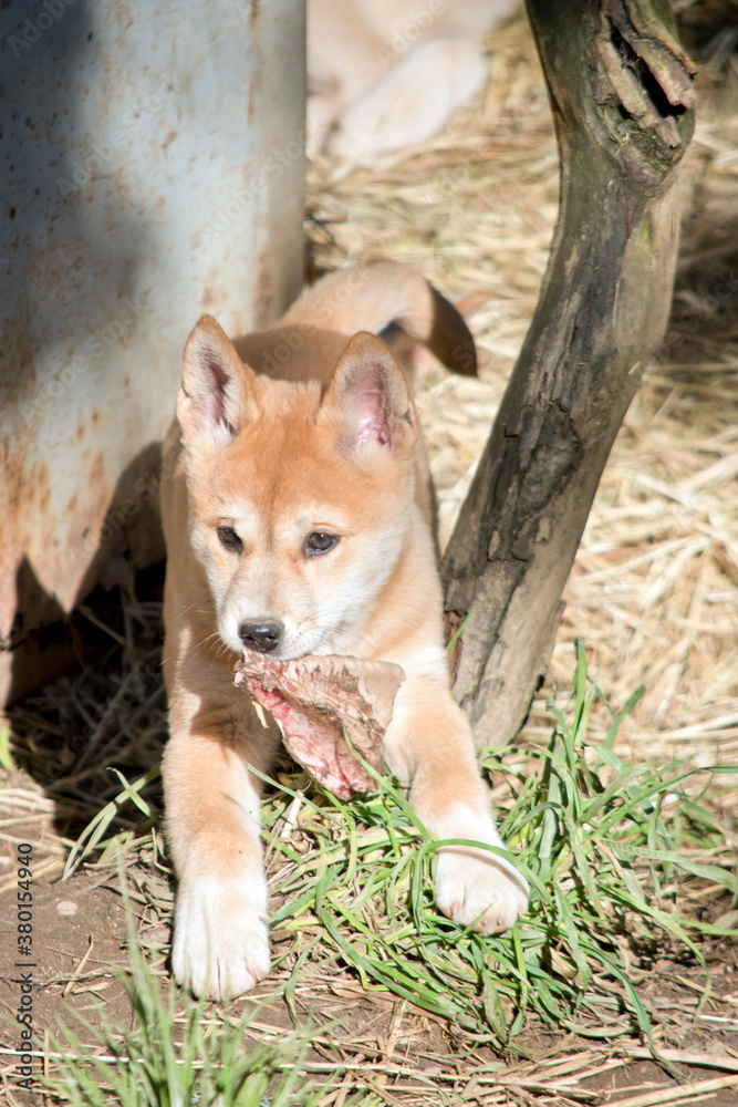 Are Dingo Dog Bones Safe