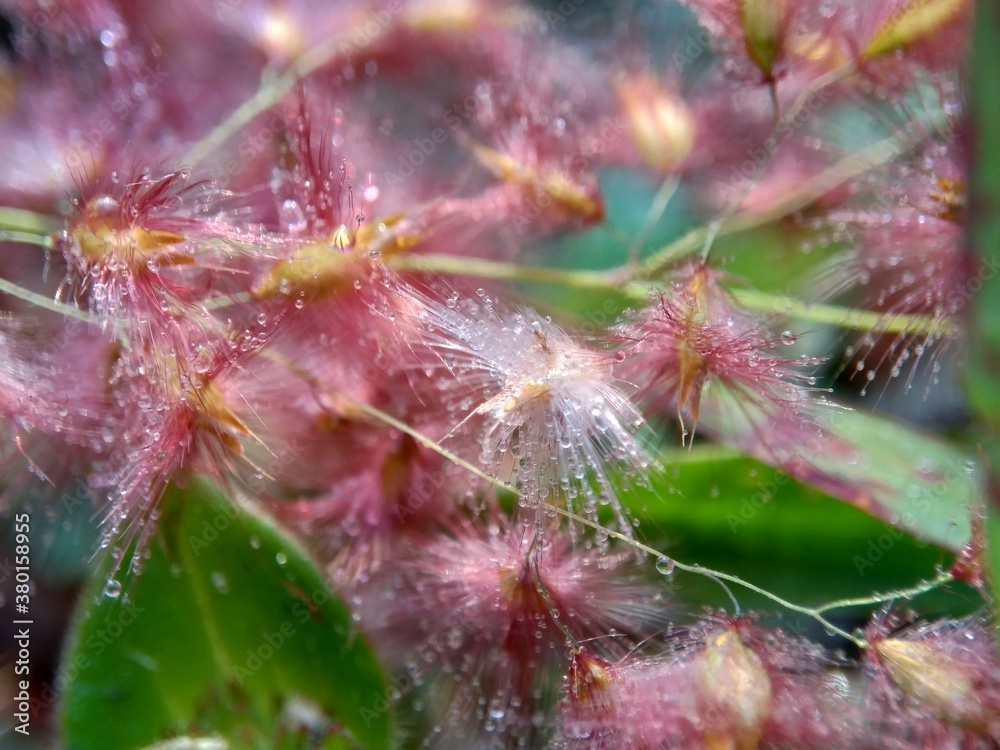 Imperata Cylindrica flower (also called cogon grass or kunai grass ...