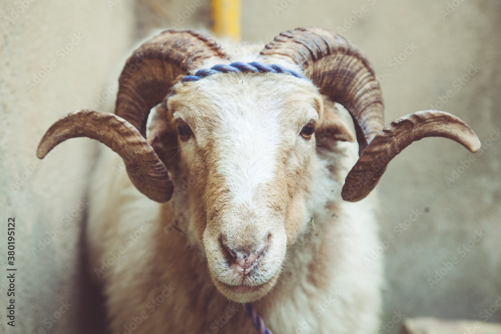Sheep head Stock Photo | Adobe Stock