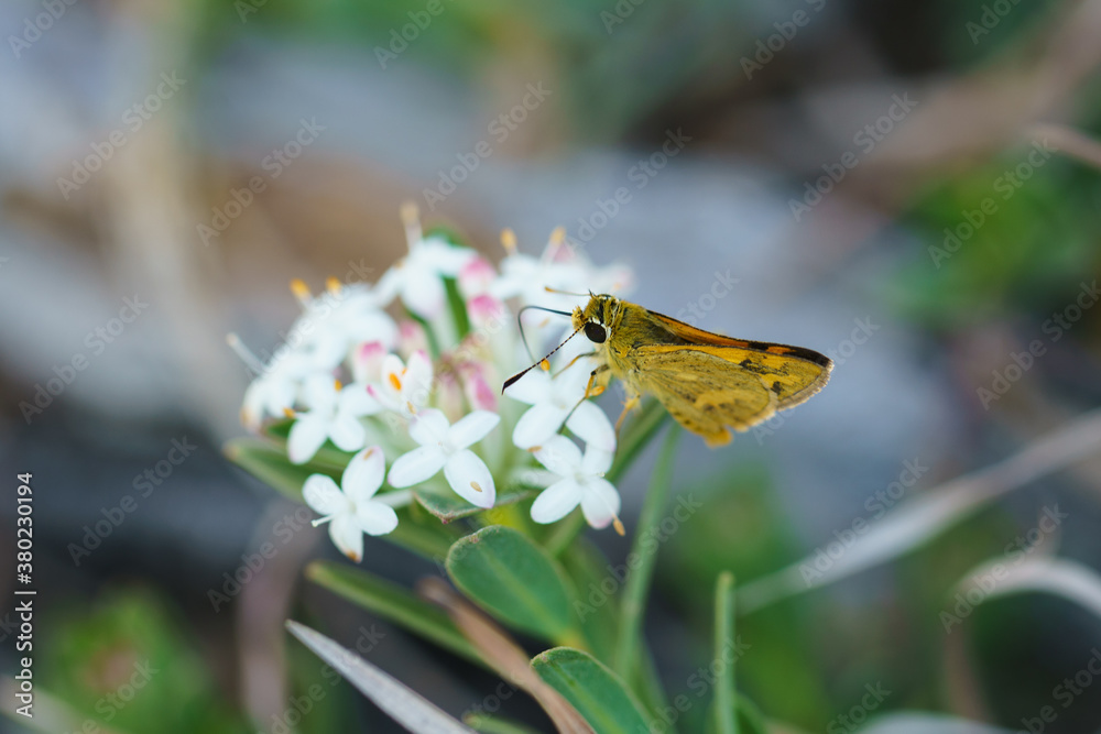 Monarch Butterfly with open wings in a top view as a flying migratory ...