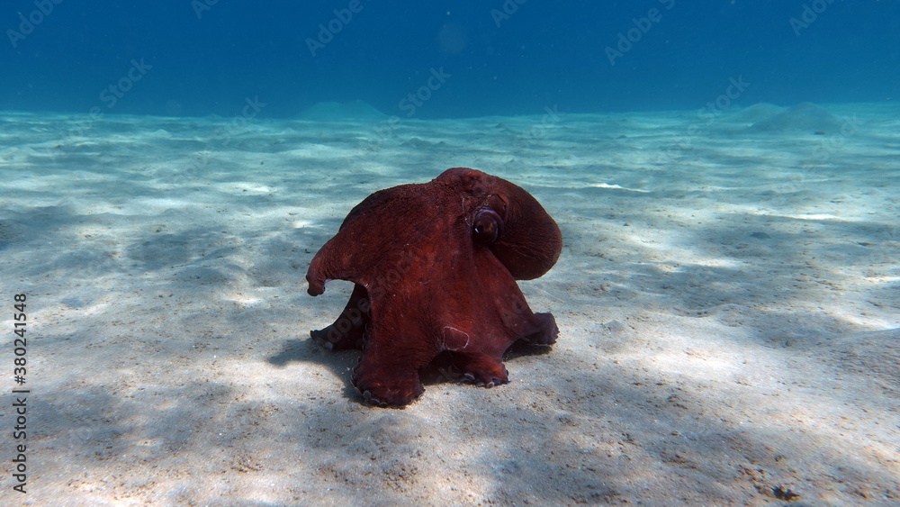 Octopus. Big Blue Octopus on the Red Sea Reefs. Stock Photo | Adobe Stock