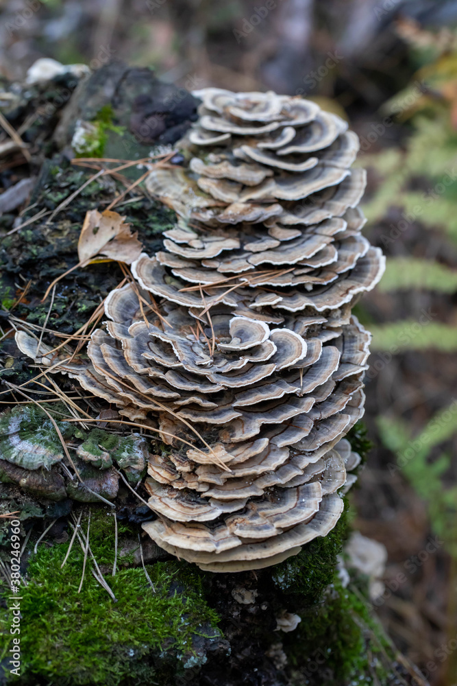 Foto de trametes versicolor, also known as coriolus versicolor and ...