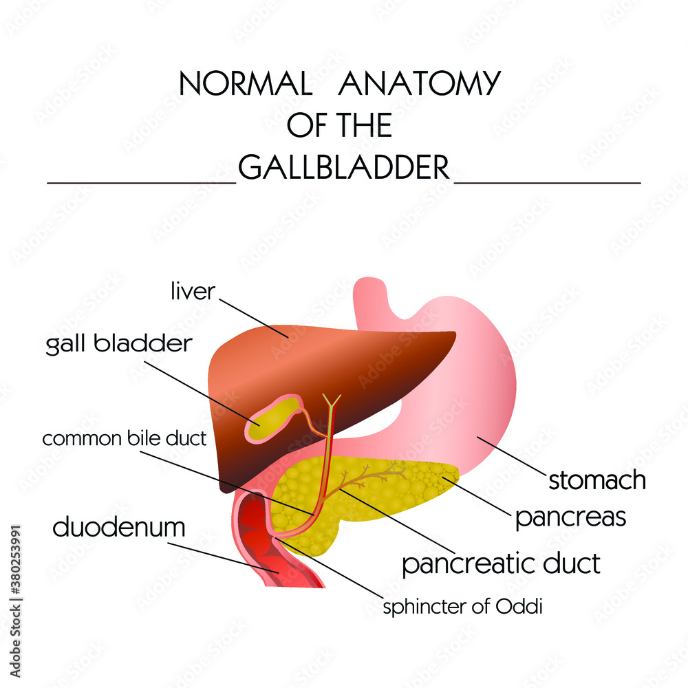 normal gallbladder anatomy, stomach, liver, gastrointestinal tract ...