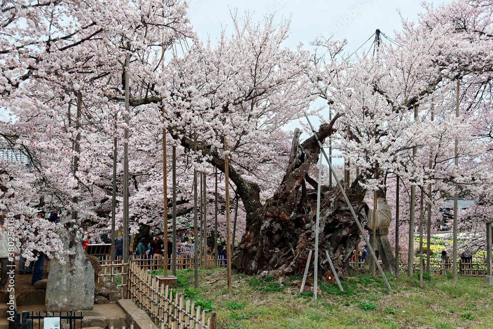 The 2000-year-old giant Jindai Sakura tree with the branches supported ...
