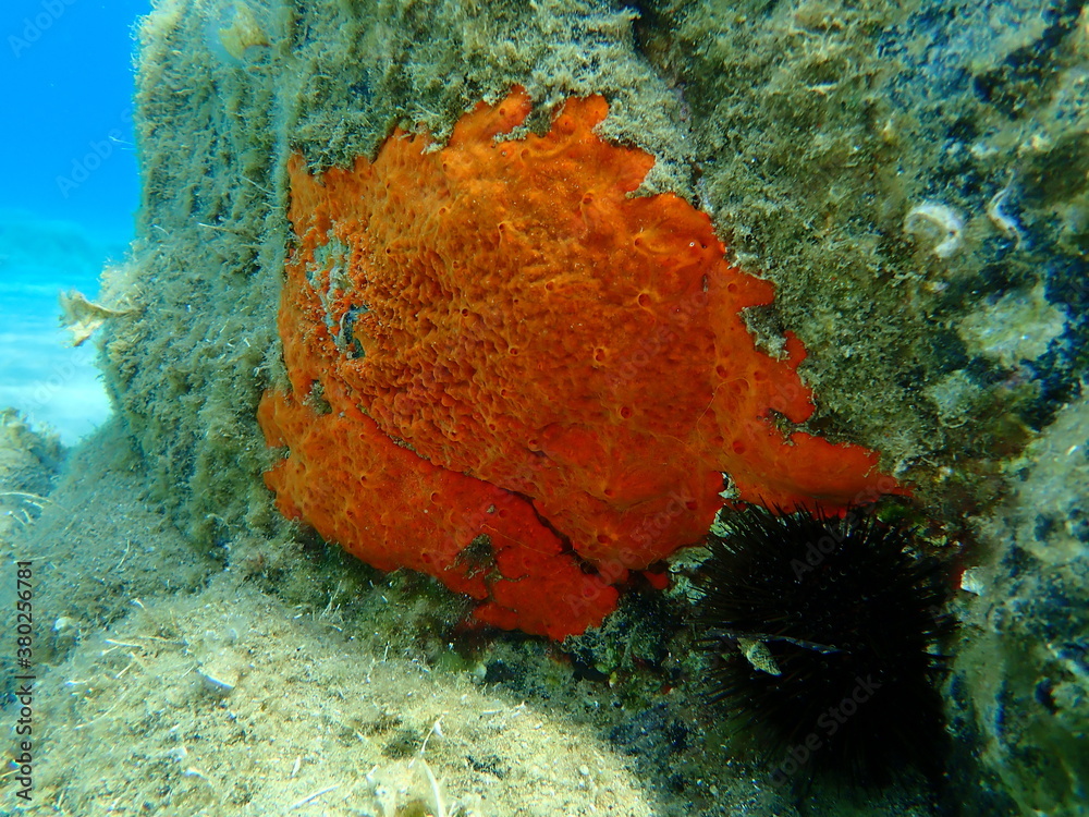 Encrusting Sponge