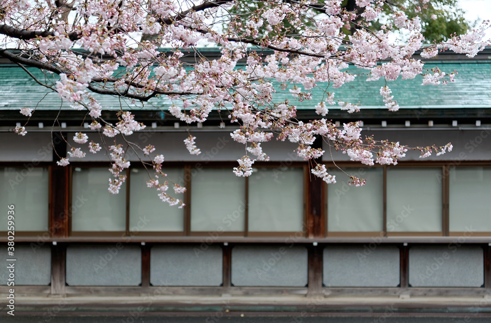 Branches of a beautiful cherry blossom tree (Sakura) blossoming by a ...