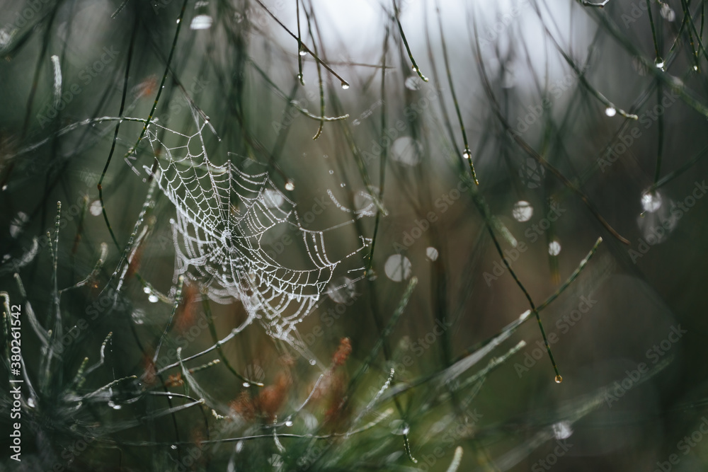 Small spider web hidden in the branches of a pine tree Stock Photo ...