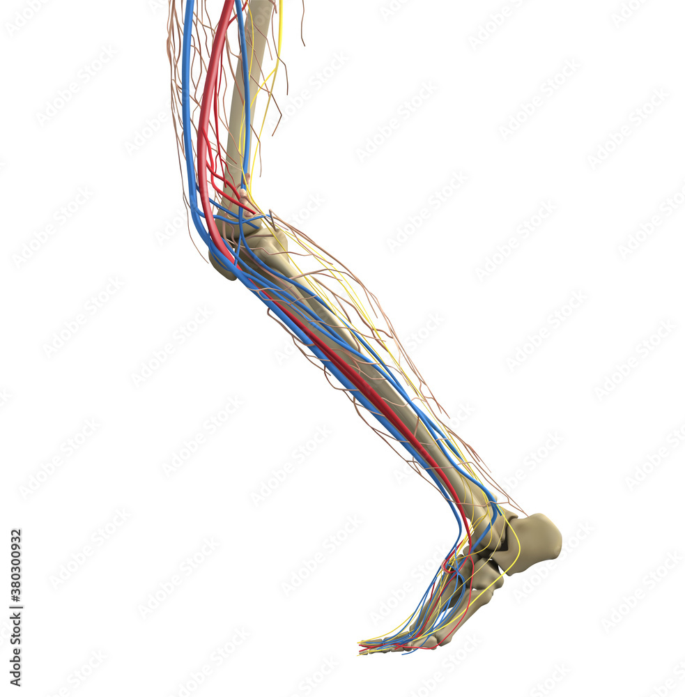 Leg anatomy. The structure of the bones of the foot. Leg vessels ...