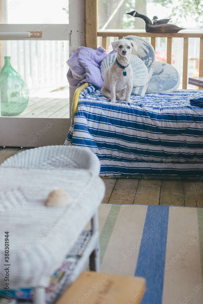 Freshly Groomed Pet Dog Bijon Frise in Sunroom of Country Style House ...