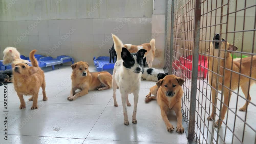 Unwanted and homeless dogs of different breeds in animal shelter ...