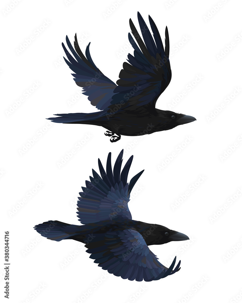 Couple of realistic ravens flying. Vector illustration of smart birds ...