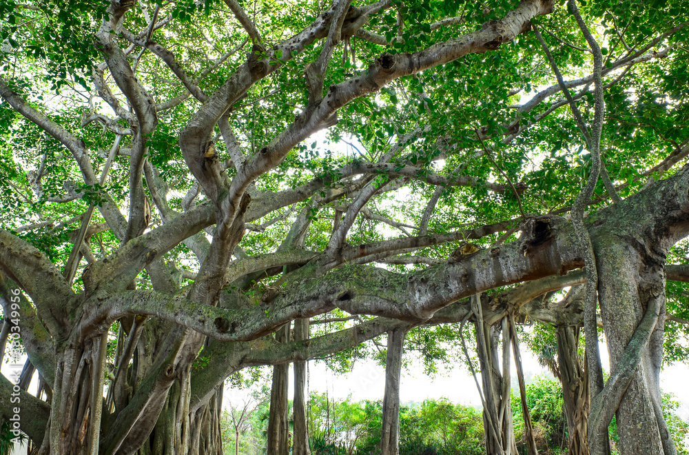 Banyan trees Stock Photo | Adobe Stock
