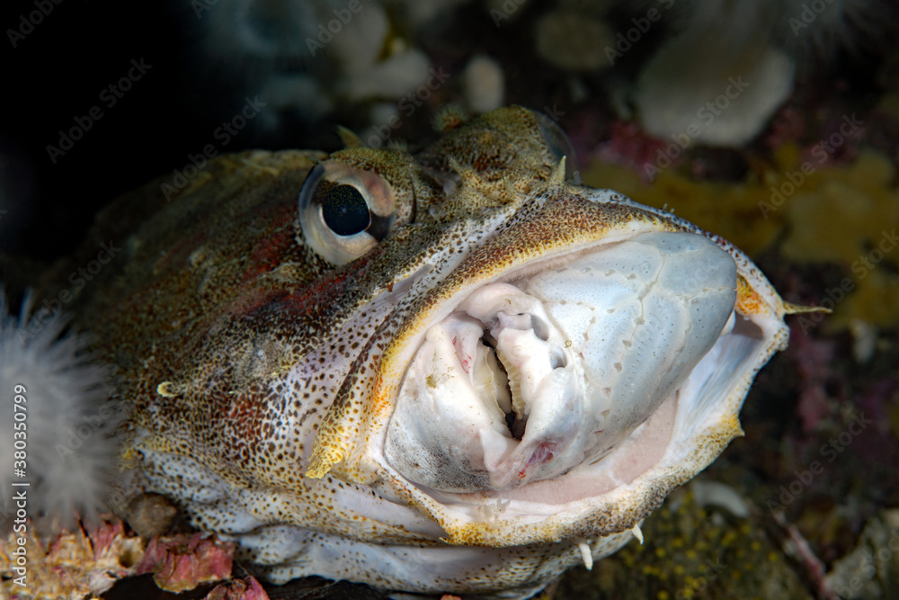 Red Irish lord, Hemilepidotus hemilepidotus eating a Spotted Ratfish ...
