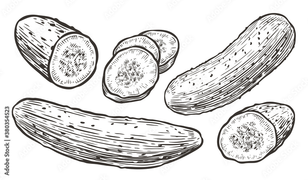 Cucumbers sketch. Vegetables, natural food vector illustration Stock ...