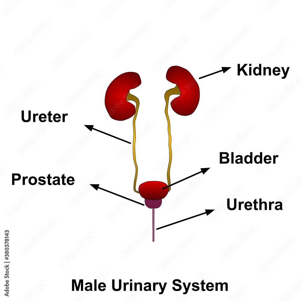 ภาพประกอบสต็อก Structure of urinary system, Urinary system anatomy ...