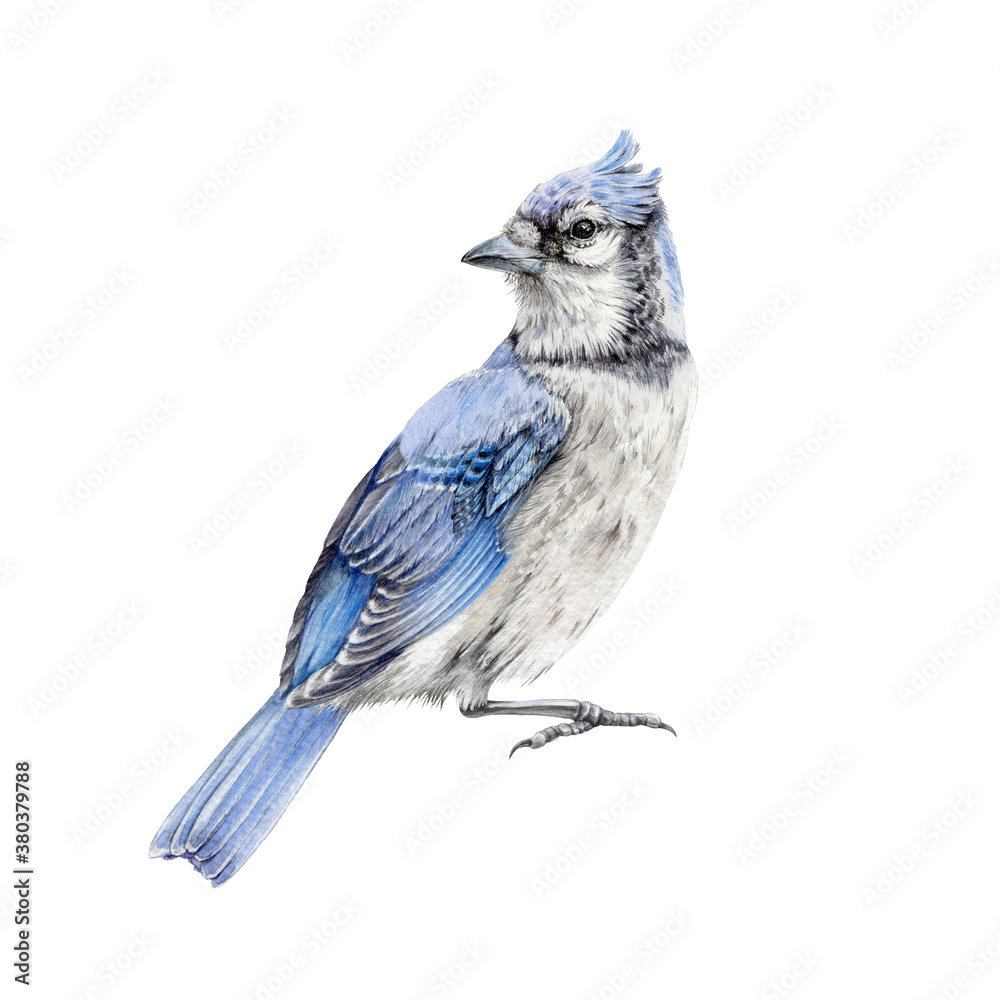 Blue jay bird watercolor illustration. Hand drawn North America wild ...