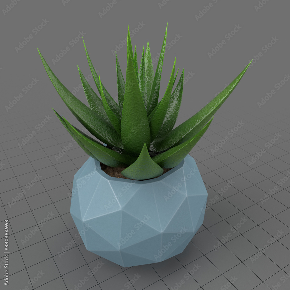 Succulent in planter Stock 3D asset | Adobe Stock