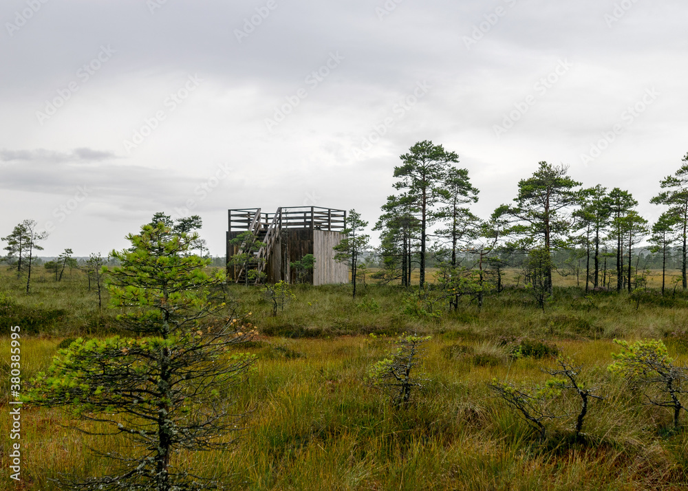 traditional bog landscape with wet trees, grass and bog moss in the ...