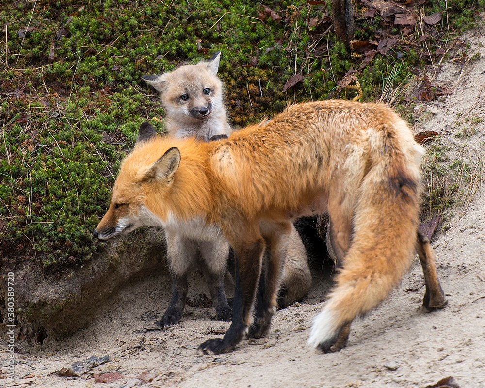Red Fox Stock Photo. Red Fox family compose of mother and baby fox in ...