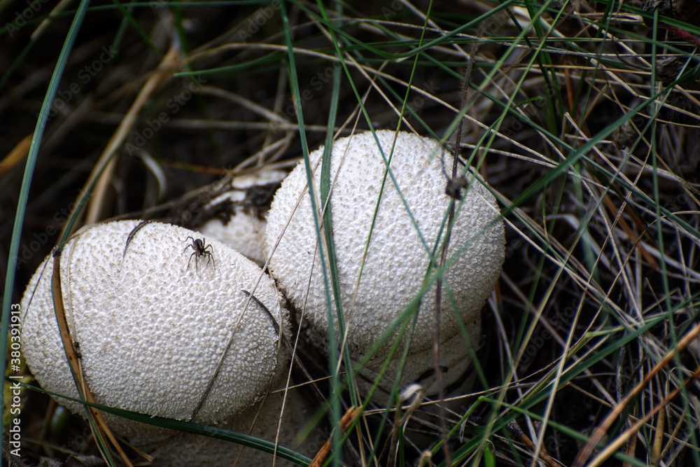 There are two mushrooms fuzz-ball in the grass. A spider is sitting on ...