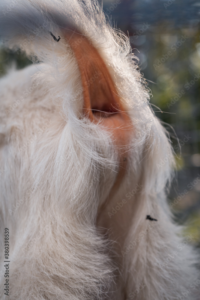 Vertical shot of a white goat's butt hole Stock Photo | Adobe Stock