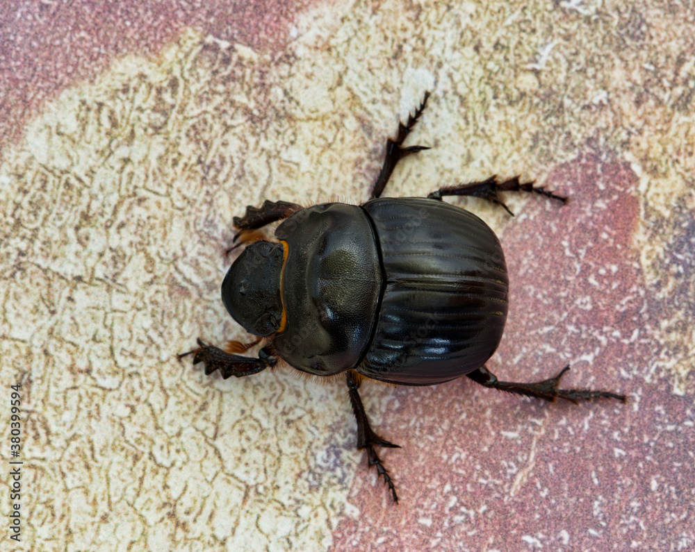 Female Dung beetle (Dichotomius carolinus) overhead view isolated on ...