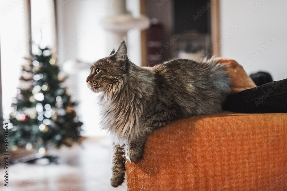 Cute cat at home Stock Photo | Adobe Stock
