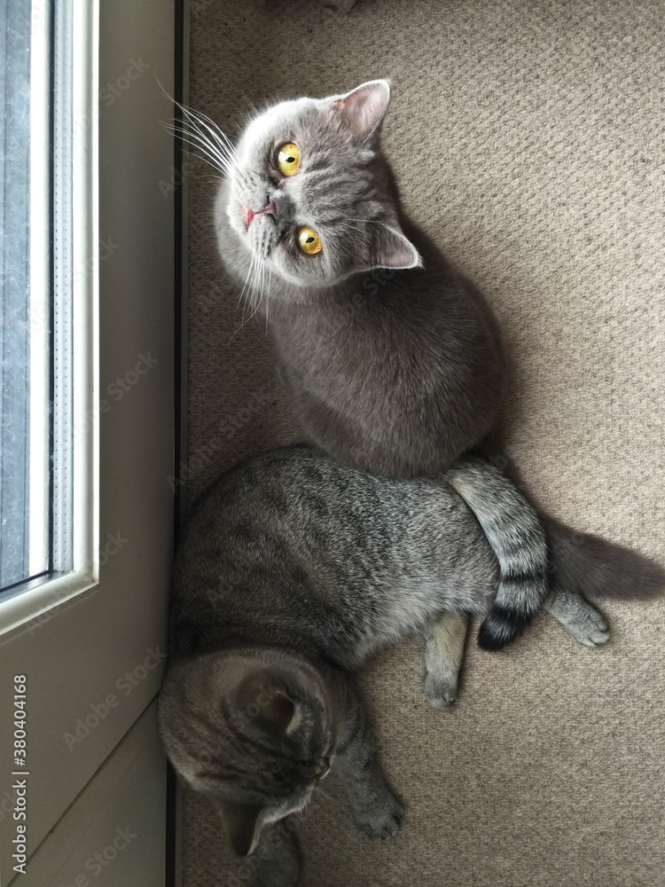Cat Sitting Beside Door Stock Photo | Adobe Stock