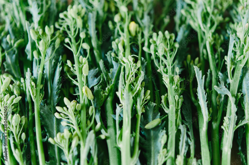 Raw Kale Raab, the edible young green flowers of the kale plant Stock ...
