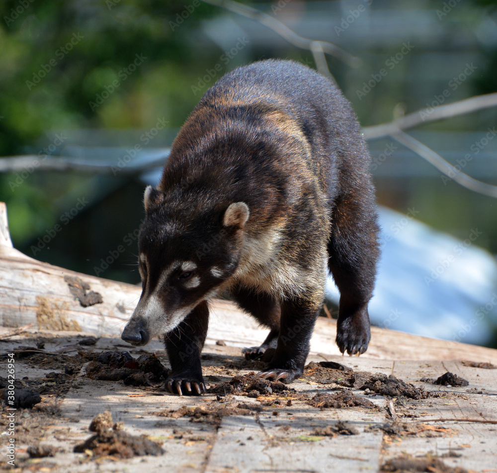 The South American coati (Nasua nasua), also called ring-tailed coati ...