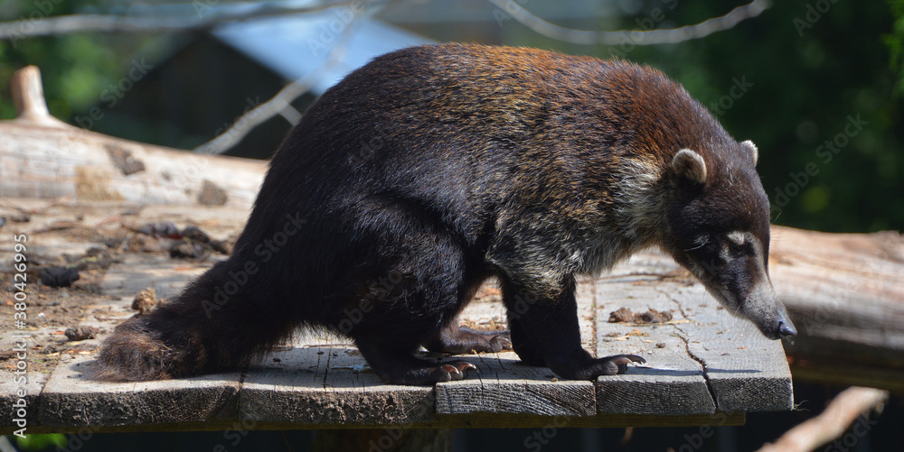 The South American coati (Nasua nasua), also called ring-tailed coati ...
