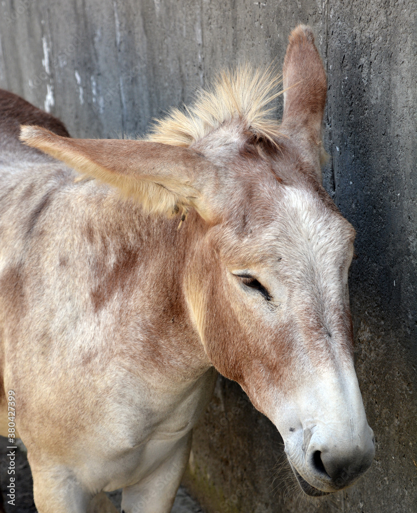 The donkey or ass (Equus africanus asinus) is a domesticated member of ...
