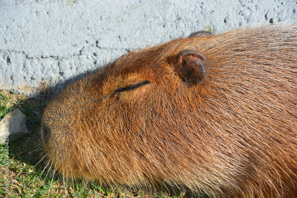 Albino Capybara
